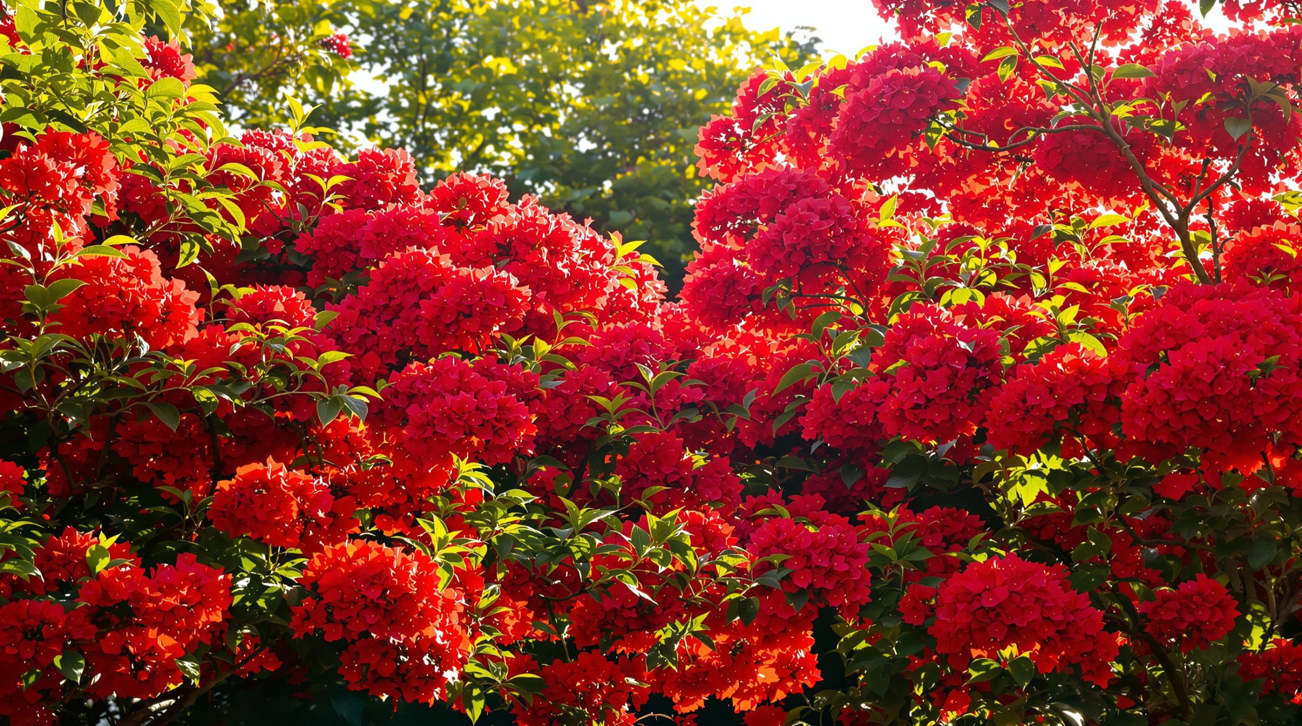 Arbre A Fleurs Rouge